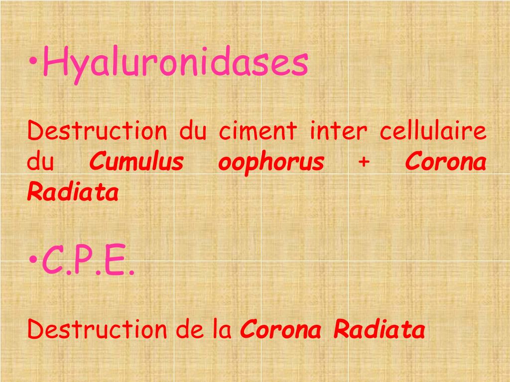 PPT - Première semaine du développement embryonnaire PowerPoint ...