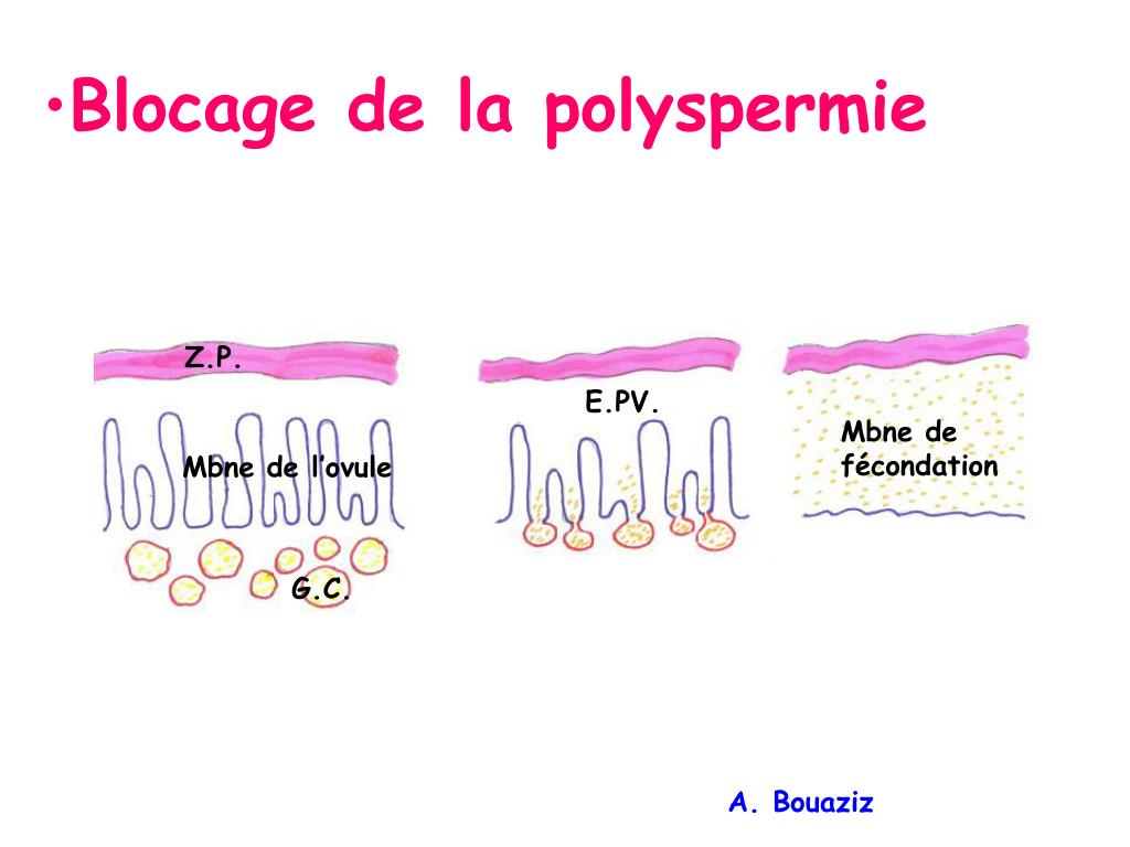 PPT - Première semaine du développement embryonnaire PowerPoint ...