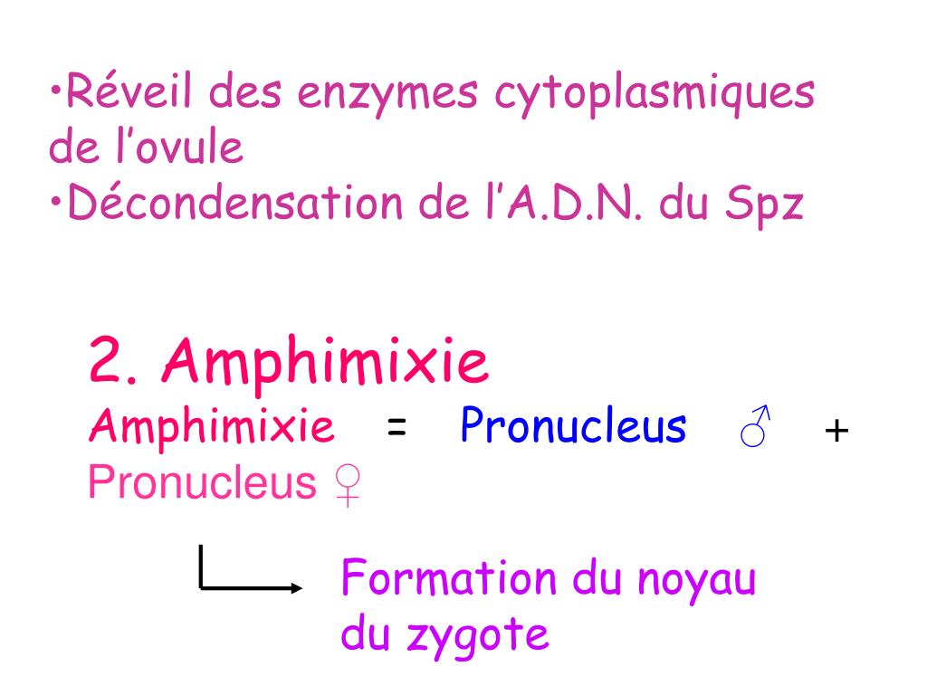 PPT - Première semaine du développement embryonnaire PowerPoint ...