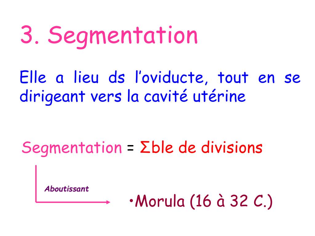 PPT - Première semaine du développement embryonnaire PowerPoint ...