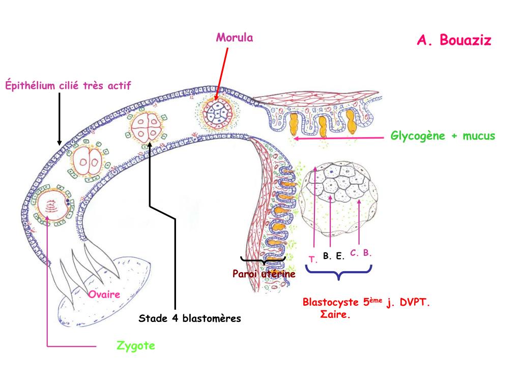 PPT - Première semaine du développement embryonnaire PowerPoint ...