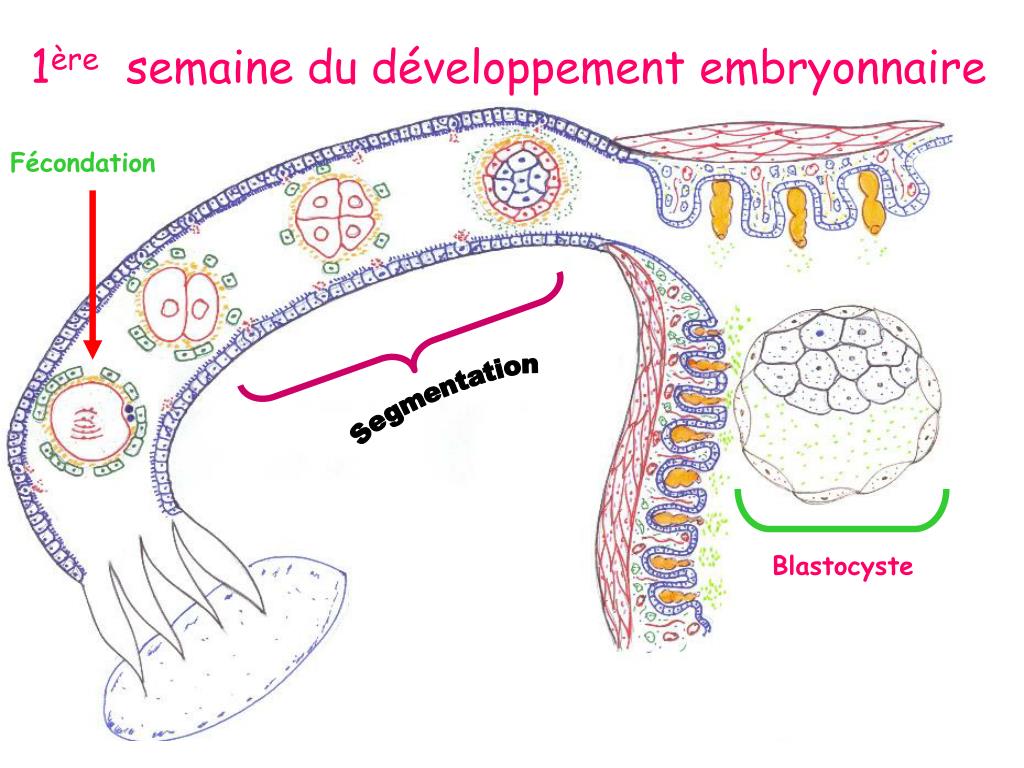 PPT - Première semaine du développement embryonnaire PowerPoint ...
