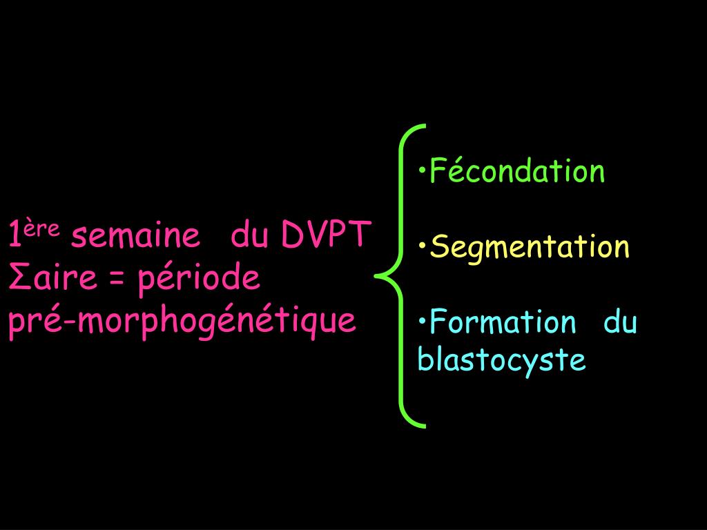 PPT - Première semaine du développement embryonnaire PowerPoint ...