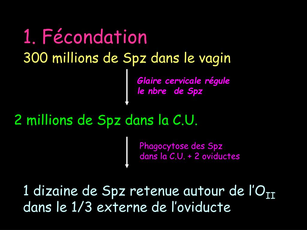 PPT - Première semaine du développement embryonnaire PowerPoint ...