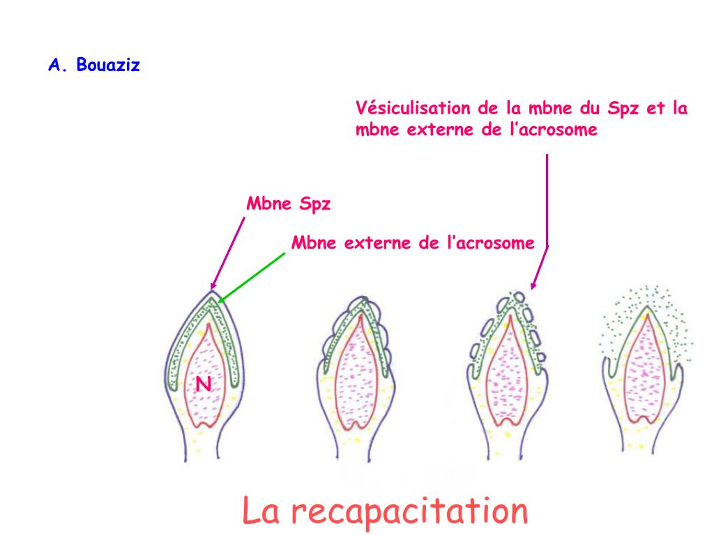 PPT - Première semaine du développement embryonnaire PowerPoint ...