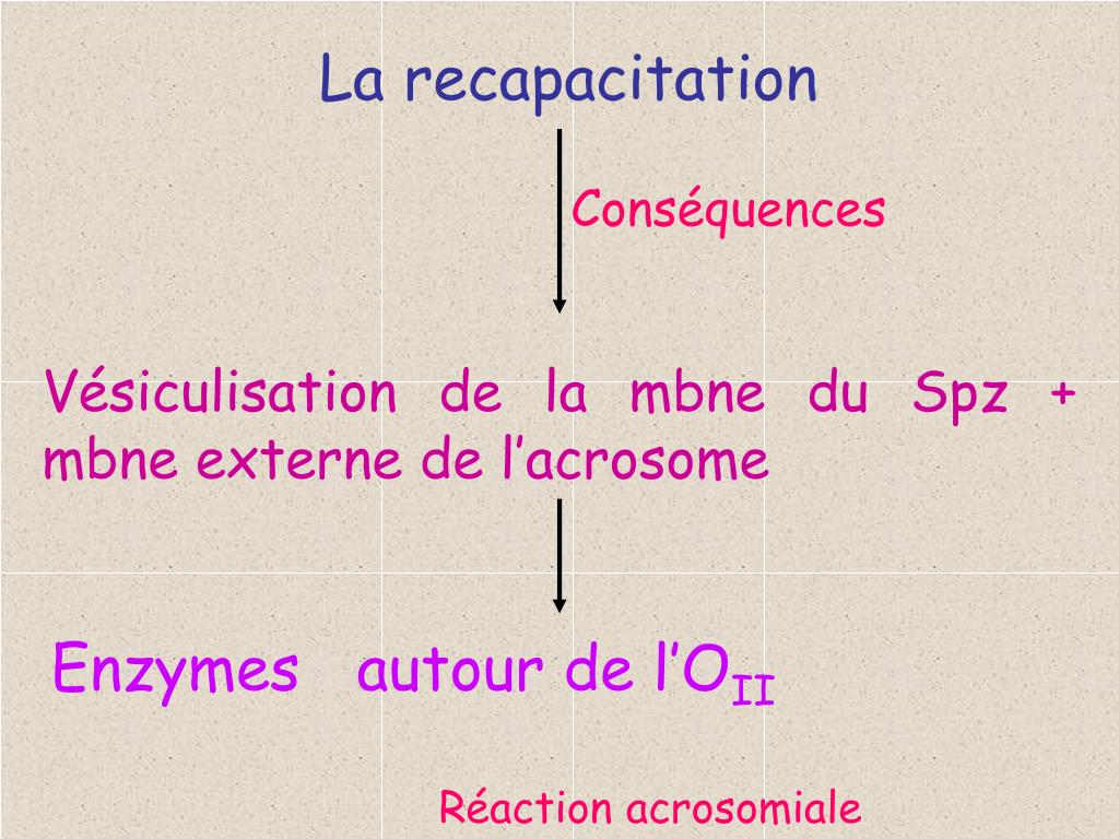 PPT - Première semaine du développement embryonnaire PowerPoint ...