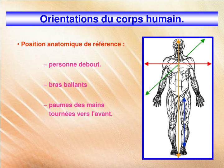 PPT - Topographie du corps humain. PowerPoint Presentation - ID:4912779