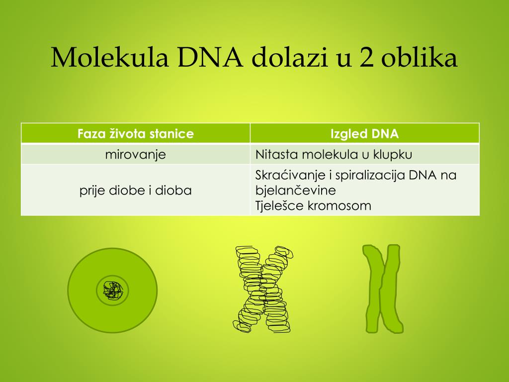 PPT - BIOLOGIJA Stanične diobe PowerPoint Presentation, free download ...
