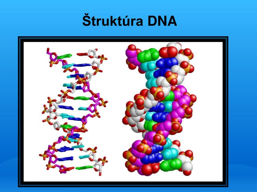 PPT - Deoxyribonukleová kyselina (DNA) PowerPoint Presentation, free ...