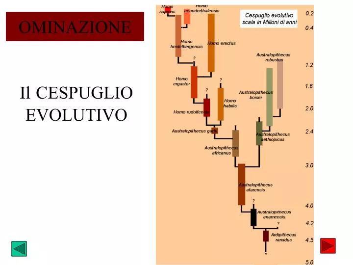 PPT - Il CESPUGLIO EVOLUTIVO PowerPoint Presentation, free download ...