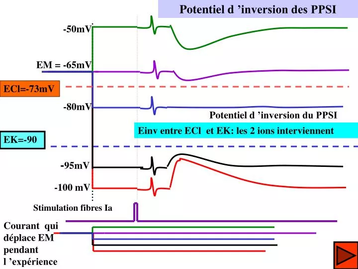 PPT - Potentiel d ’inversion des PPSI PowerPoint Presentation, free ...