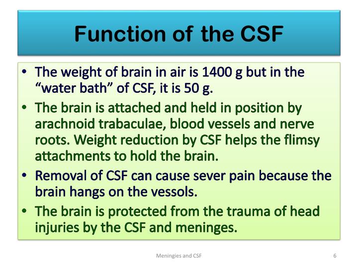 PPT - Meninges and CSF PowerPoint Presentation - ID:4917396