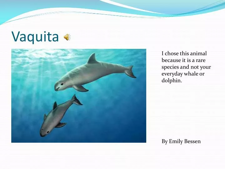 PPT - Vaquita PowerPoint Presentation, free download - ID:4917500