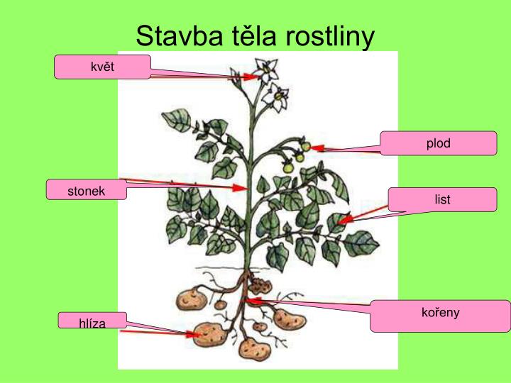 PPT - Rostliny a živočichové PowerPoint Presentation - ID:4918985