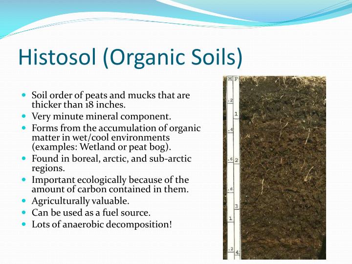 PPT - Histosols PowerPoint Presentation - ID:4919201