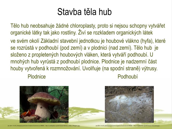 PPT - Stavba těla hub, rozmnožování PowerPoint Presentation - ID:4920613