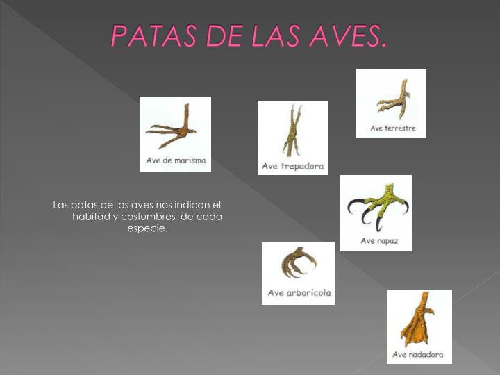 PPT - Las aves: sus caracteristicas PowerPoint Presentation - ID:4921791