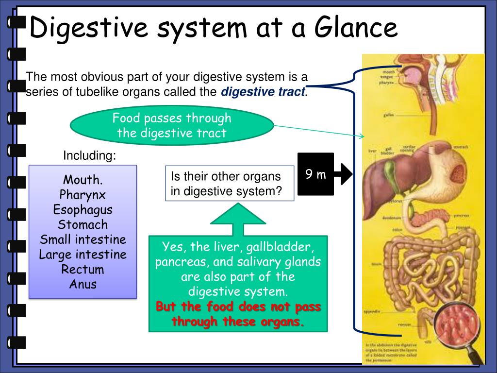 PPT - The Digestive System Biology Grade -9- PowerPoint Presentation ...