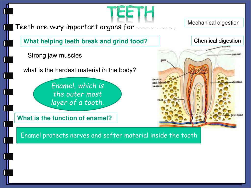 PPT - The Digestive System Biology Grade -9- PowerPoint Presentation ...