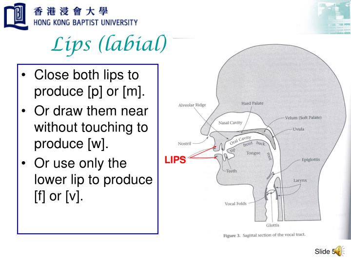 PPT - Place of Articulation PowerPoint Presentation - ID:4923201