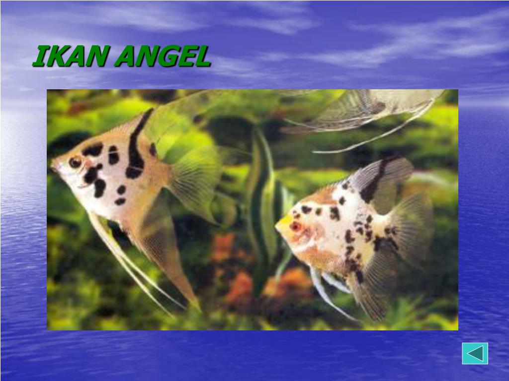 Ppt Ikan Hiasan Powerpoint Presentation Free Download Id 4923202
