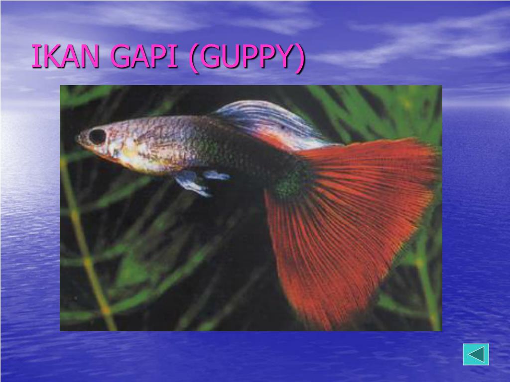 Ppt Ikan Hiasan Powerpoint Presentation Free Download Id 4923202