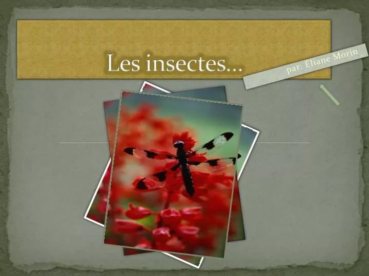 PPT - Les insectes… PowerPoint Presentation, free download - ID:4925086