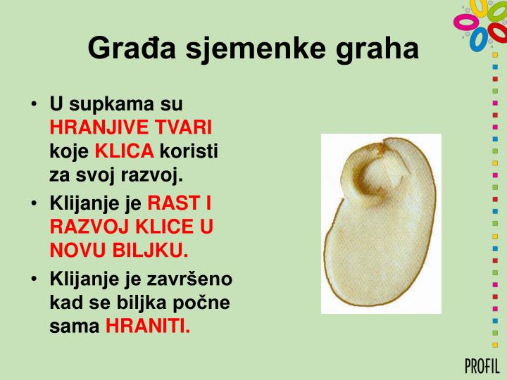 PPT - SJEMENKA - klijanje PowerPoint Presentation - ID:4926507