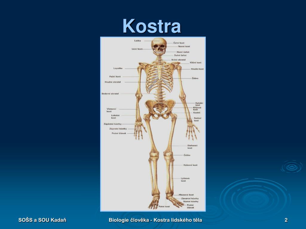 PPT - BIOLOGIE ČLOVĚKA KOSTRA LIDSKÉHO TĚLA PowerPoint Presentation ...
