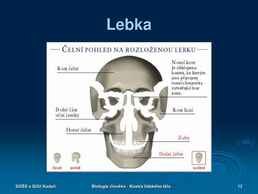 PPT - BIOLOGIE ČLOVĚKA KOSTRA LIDSKÉHO TĚLA PowerPoint Presentation ...