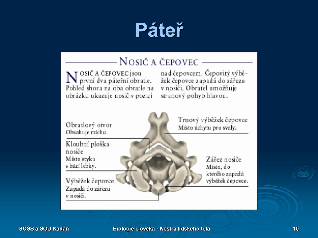 PPT - BIOLOGIE ČLOVĚKA KOSTRA LIDSKÉHO TĚLA PowerPoint Presentation ...
