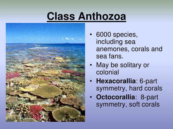 PPT - Cnidaria & Ctenophora PowerPoint Presentation - ID:4931890