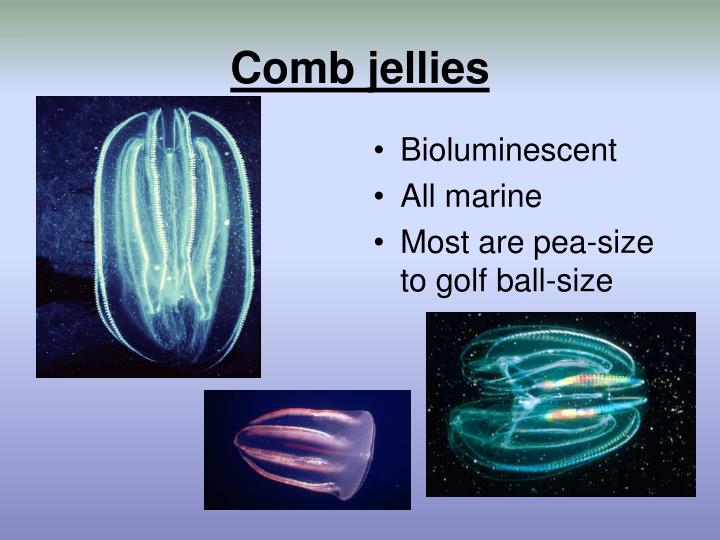 PPT - Cnidaria & Ctenophora PowerPoint Presentation - ID:4931890