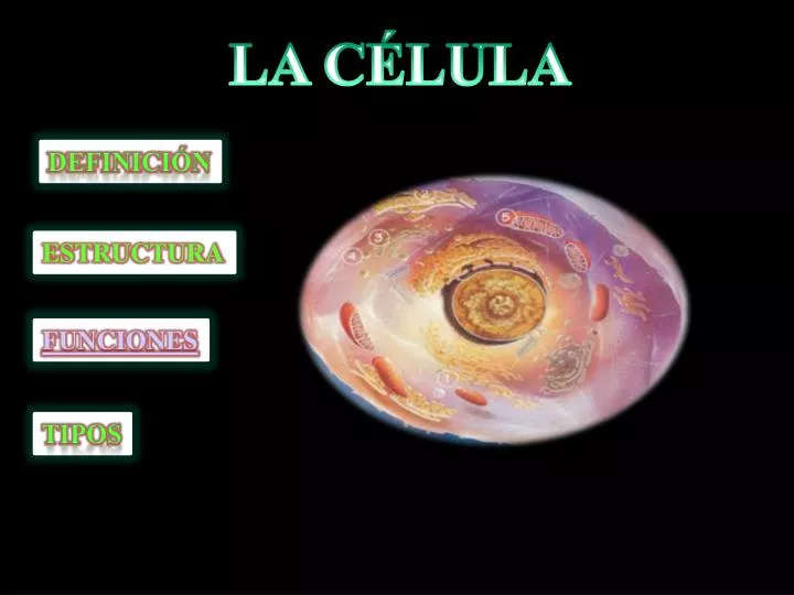PPT - LA CÉLULA PowerPoint Presentation, free download - ID:4932456