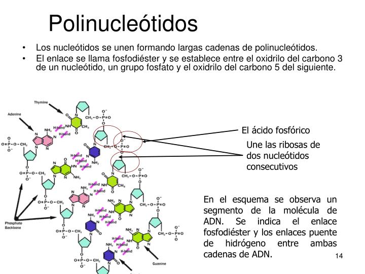 PPT - BIOMOLÉCULAS Segunda parte PowerPoint Presentation - ID:4932569