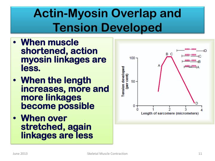 PPT - Skeletal Muscles- Contraction PowerPoint Presentation - ID:4932815