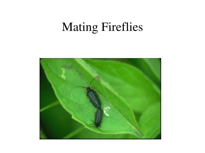 PPT - Fireflies PowerPoint Presentation - ID:4933139