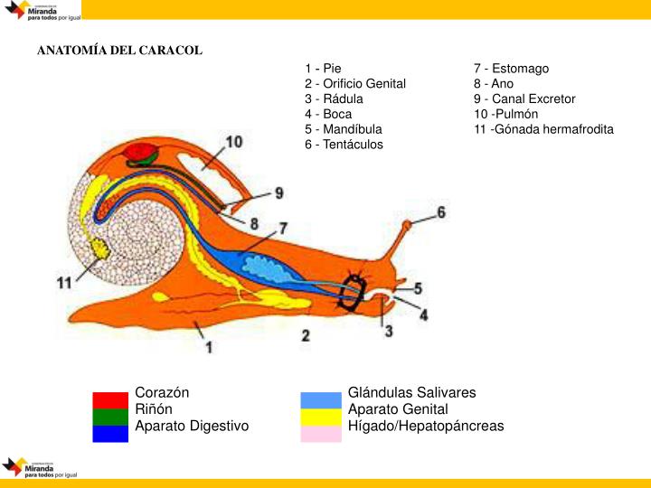PPT - CARACOL GIGANTE AFRICANO Achatina fulica PowerPoint Presentation ...