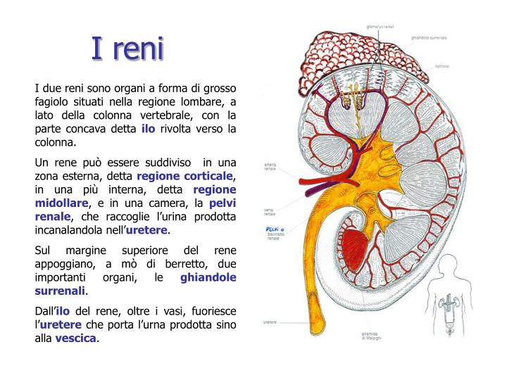 PPT - Il Sistema Escretore PowerPoint Presentation - ID:4933303