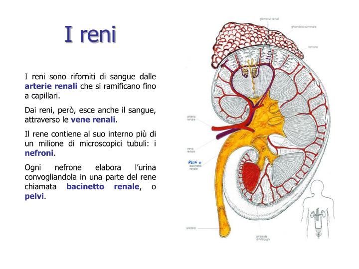 PPT - Il Sistema Escretore PowerPoint Presentation - ID:4933303