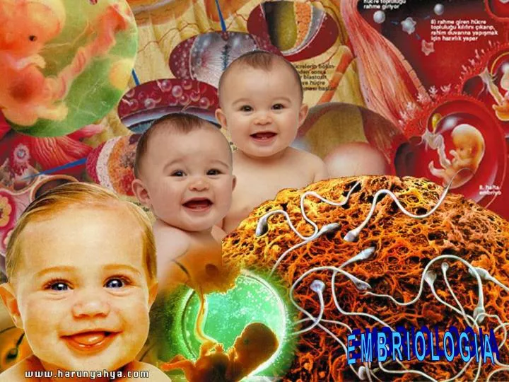 PPT - EMBRIOLOGIA PowerPoint Presentation, free download - ID:4934048