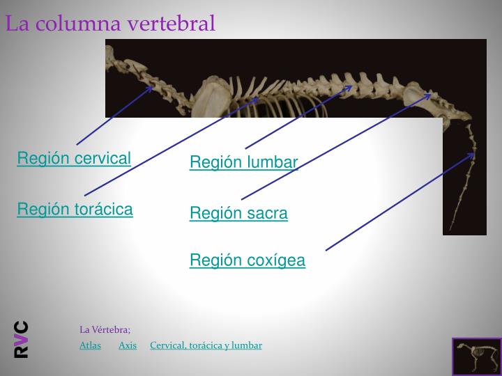 PPT - Radiología del Perro: columna vertebral PowerPoint Presentation ...