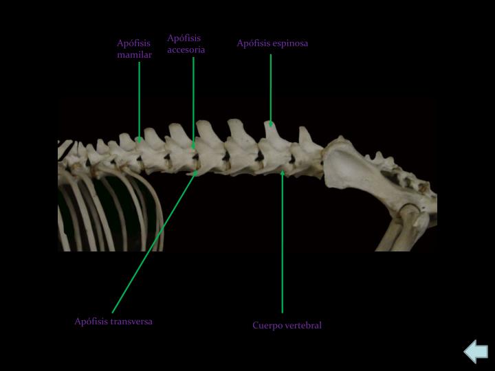PPT - Radiología del Perro: columna vertebral PowerPoint Presentation ...