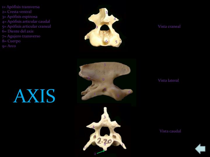 PPT - Radiología del Perro: columna vertebral PowerPoint Presentation ...