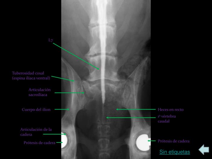 PPT - Radiología del Perro: columna vertebral PowerPoint Presentation ...