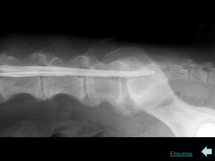 PPT - Radiología del Perro: columna vertebral PowerPoint Presentation ...
