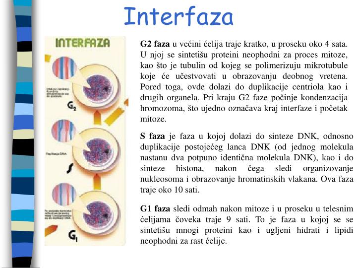 PPT - Deoba ćelije i oplodnja PowerPoint Presentation - ID:4934633