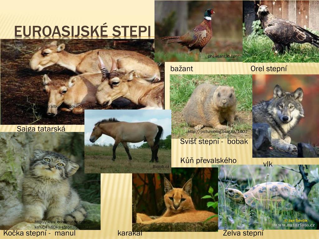 PPT - Projekt „Environmentální výchova ve školních úlohách ...