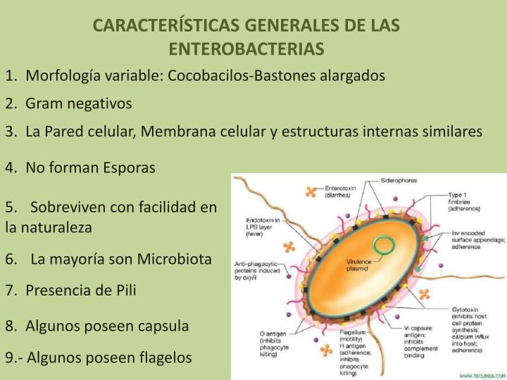 PPT - TEMA # 13: Enterobacterias I PowerPoint Presentation - ID:4934879