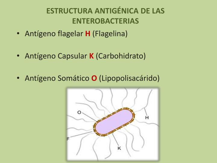 PPT - TEMA # 13: Enterobacterias I PowerPoint Presentation - ID:4934879